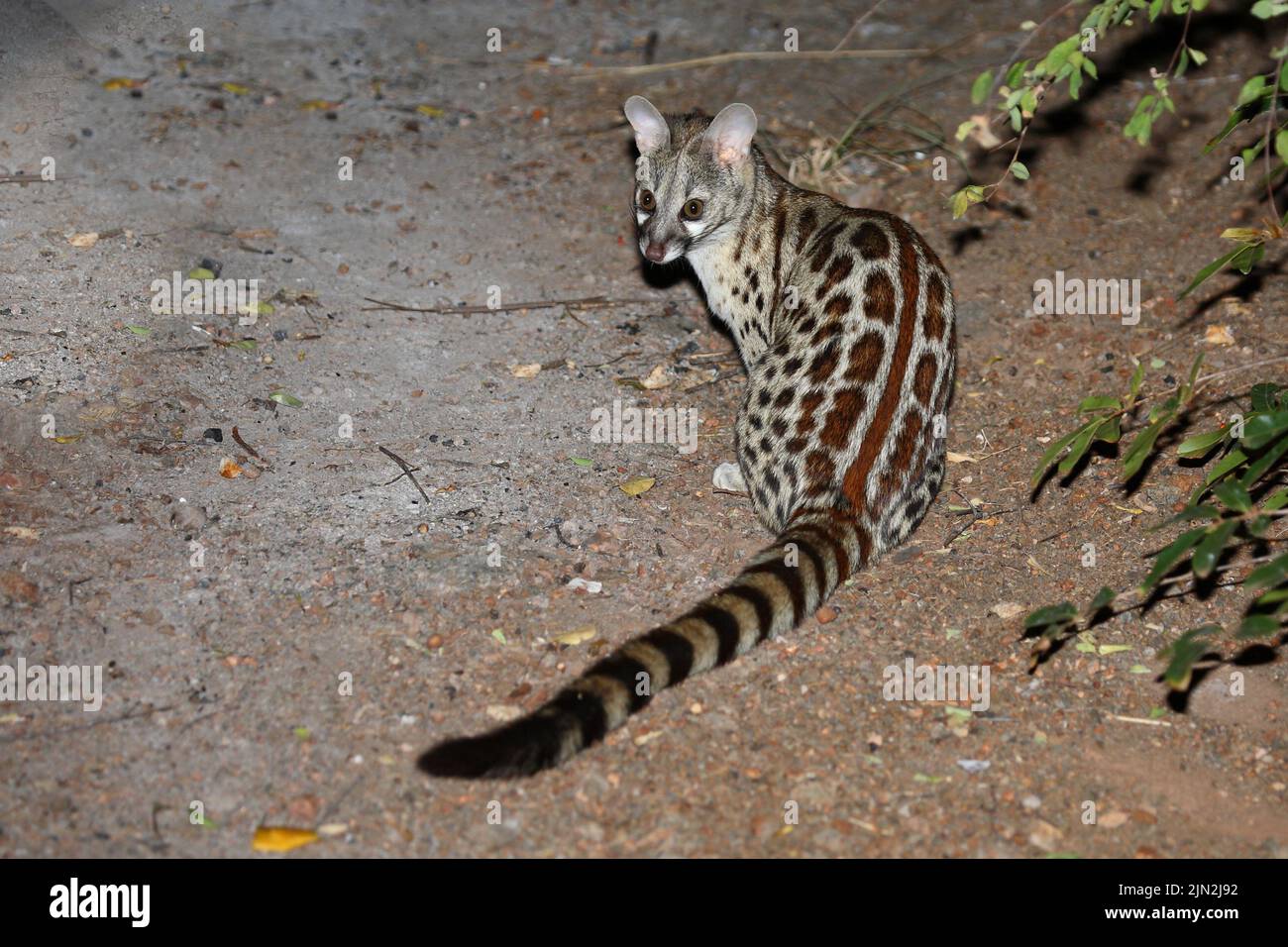 Südliche Großfleck-Ginsterkatze / South African large-spotted genet ...