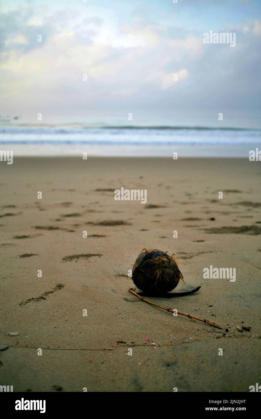 Coconut in the sand Stock Photo - Alamy