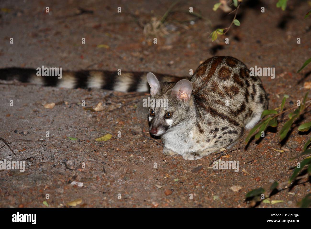 Südliche Großfleck-Ginsterkatze / South African large-spotted genet ...
