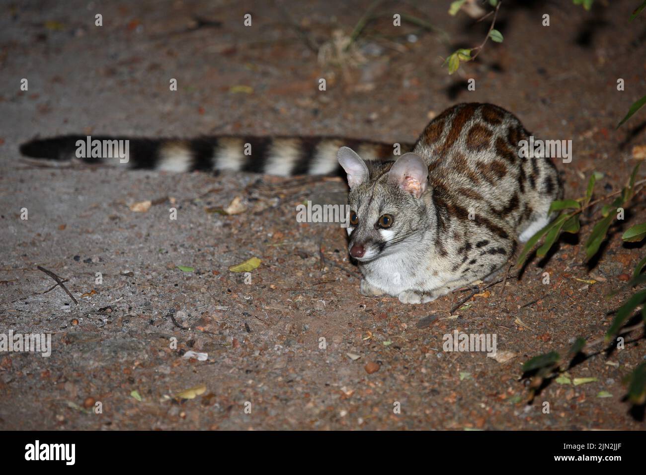 Südliche Großfleck-Ginsterkatze / South African large-spotted genet ...