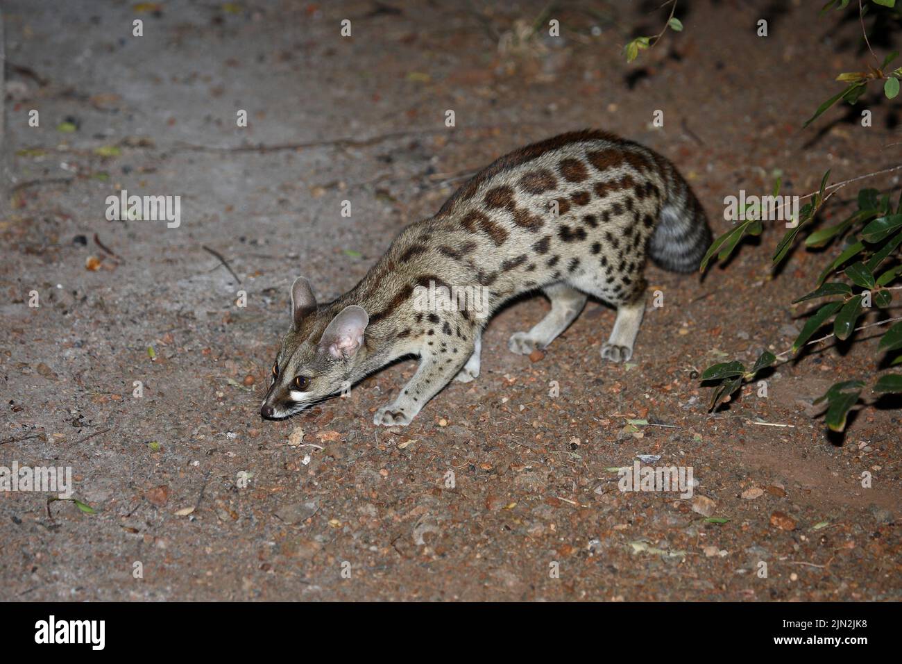 Südliche Großfleck-Ginsterkatze / South African large-spotted genet ...