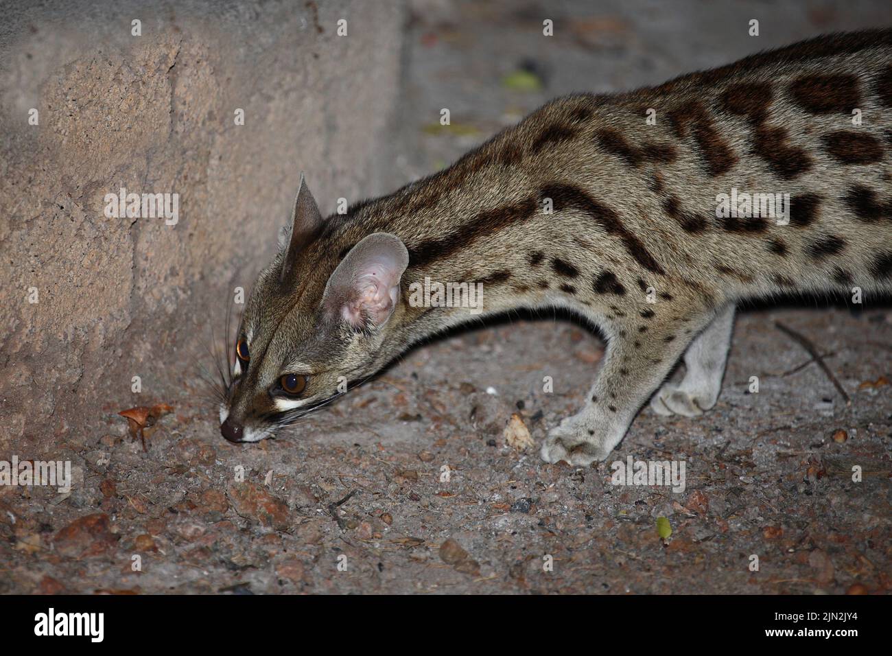 Südliche Großfleck-Ginsterkatze / South African large-spotted genet ...