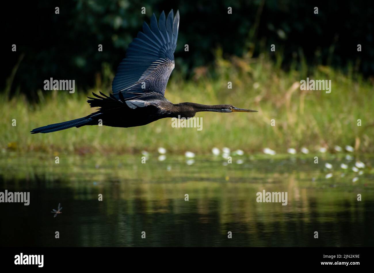 An oriental darter (Anhinga melanogaster) flying over the river with a ...