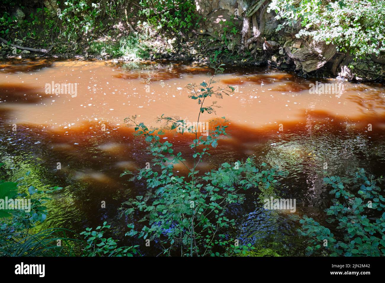 Vizla river hi-res stock photography and images - Alamy