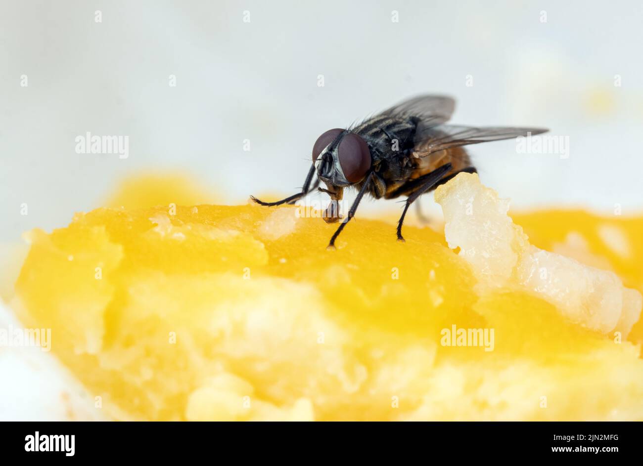 the fly feeds on the egg yolk Stock Photo - Alamy