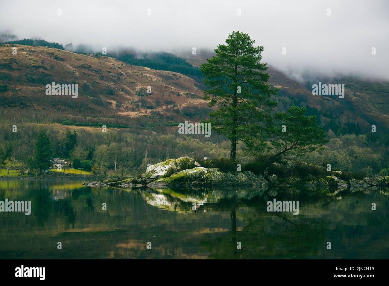 A reversed reflection of beautiful green trees on a lake Stock Photo ...