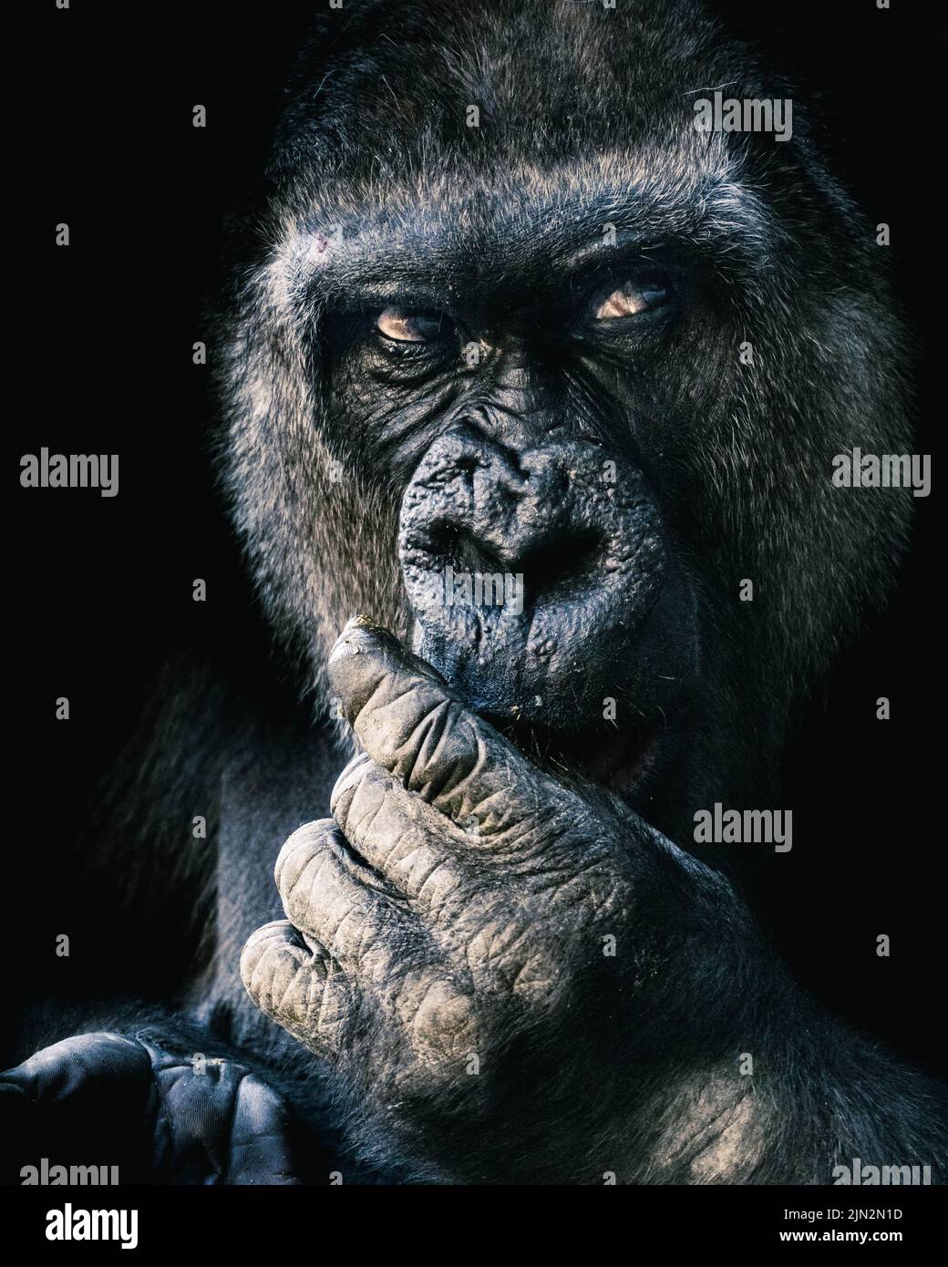 A vertical shot of a gorilla looking up with a serious face Stock Photo ...