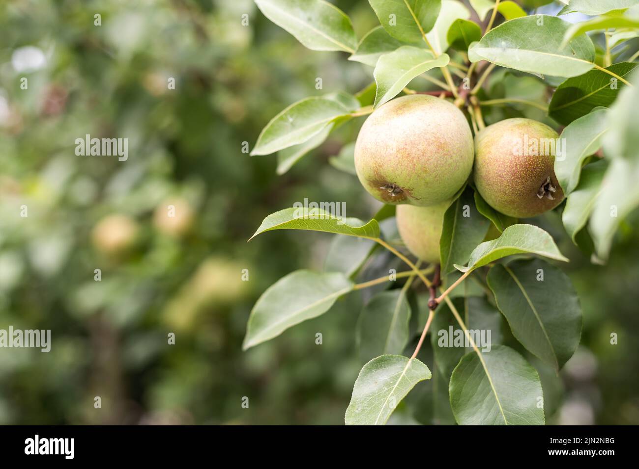 A bunch of pears in the tree. Benefits of pears. Blue sky Background ...
