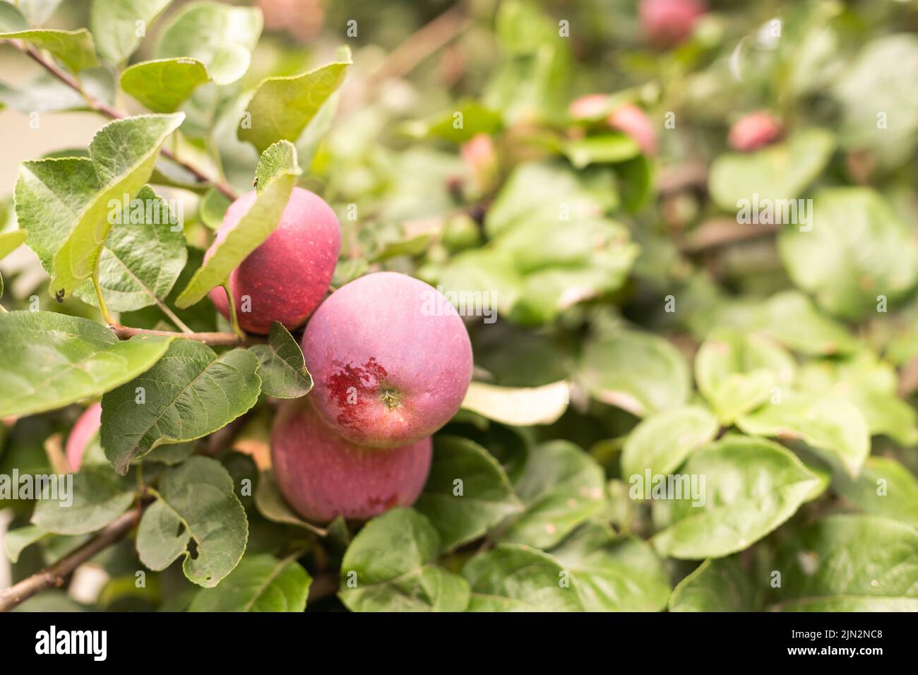 The cultivation of Apple trees in an industrial environment for ...