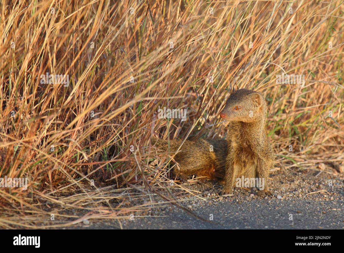 Schlankmanguste / Slender mongoose / Galerella sanguinea Stock Photo ...