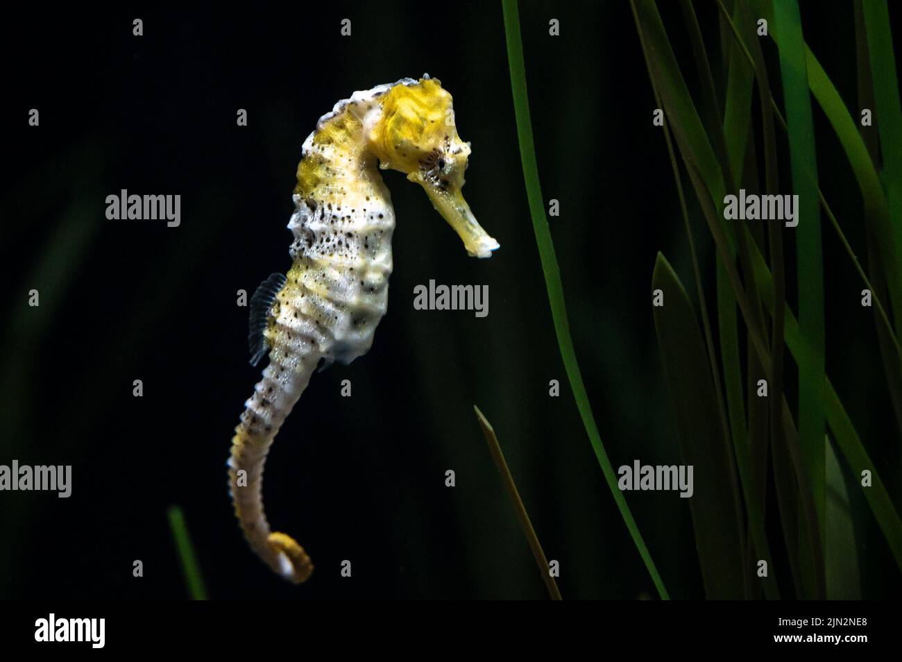 A longsnout seahorse (Hippocampus reidi) also known as slender seahorse ...