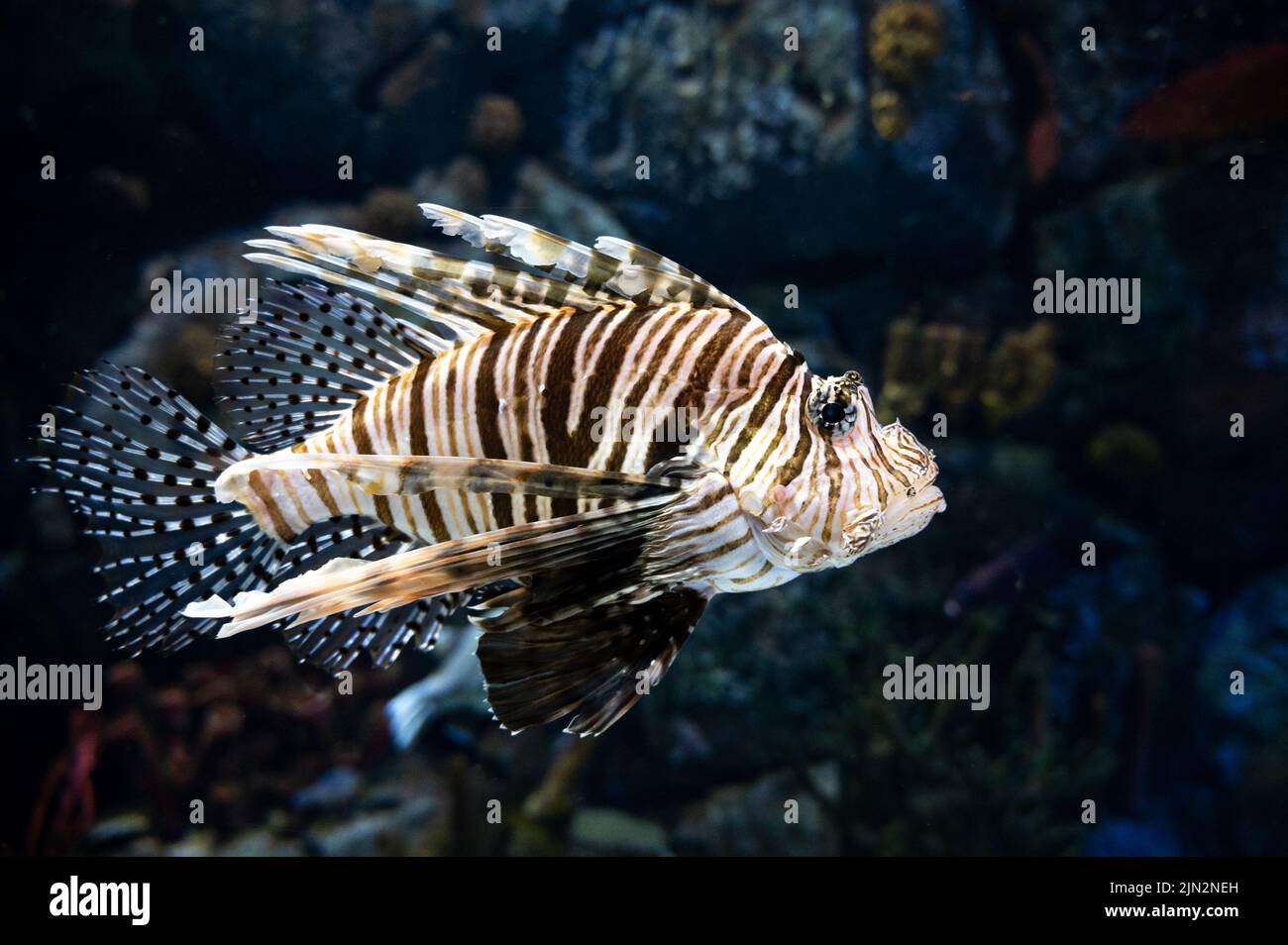 A venomous coral reef fish Red lionfish (Pterois volitans) swimming ...