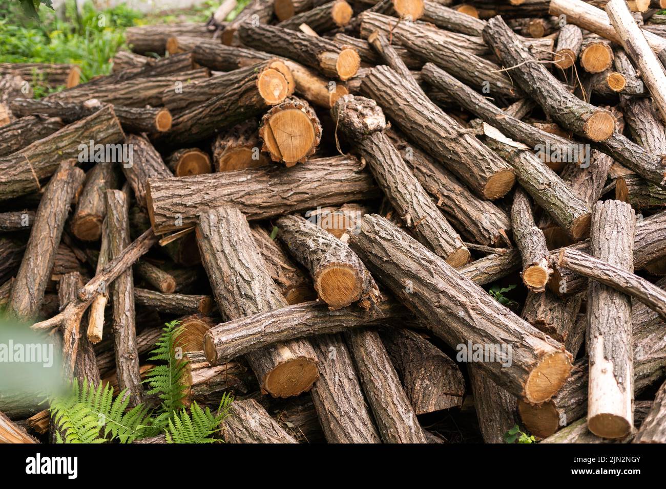 Cut tree logs stacked together outdoors against green bushes, packed ...