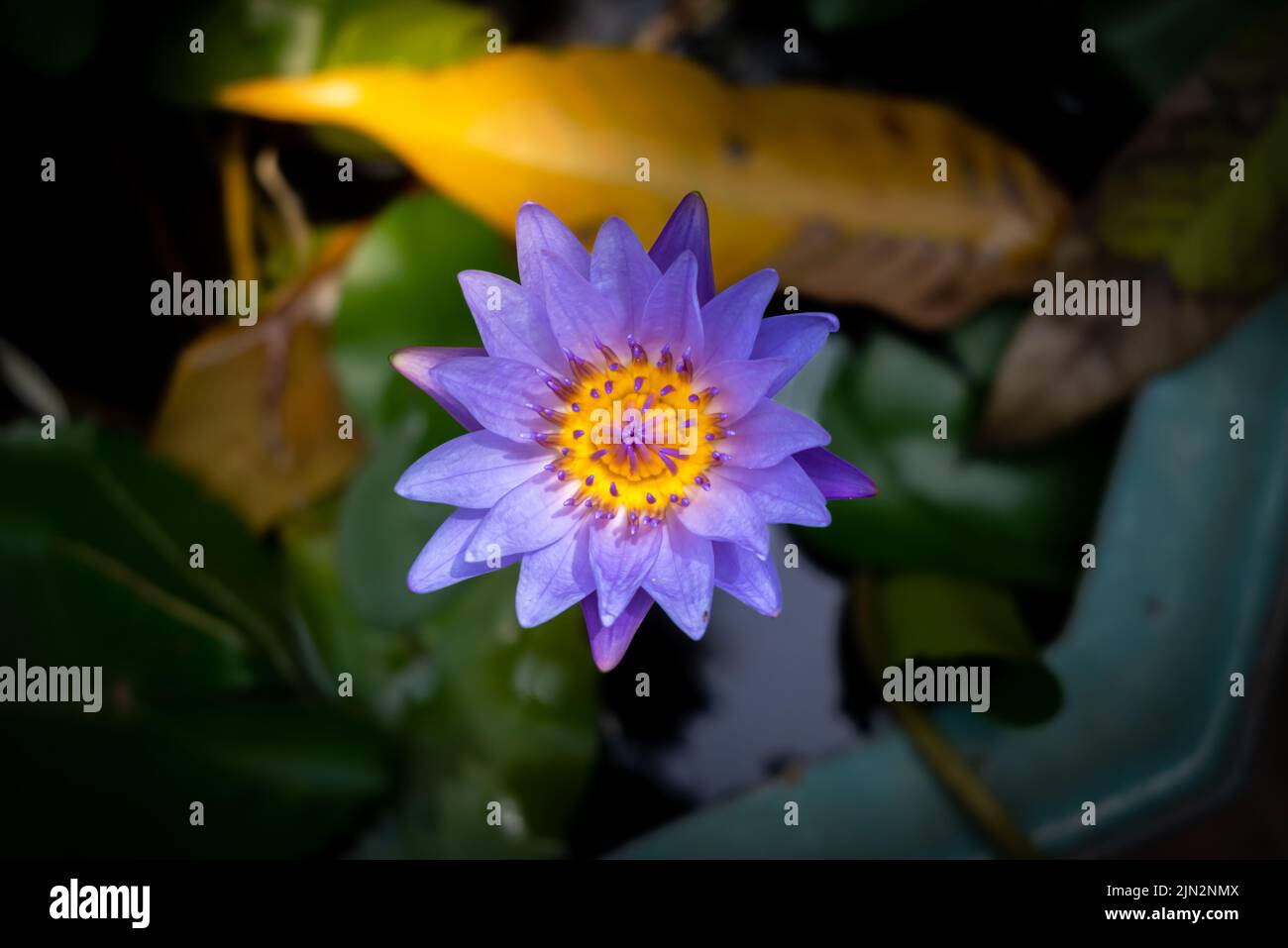 Close up lotus in dark background. Colorful lotus contrast to ...