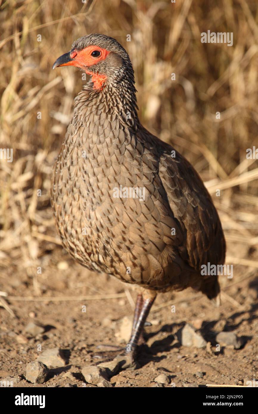 Francolin swainsonfrankolin hi-res stock photography and images - Alamy