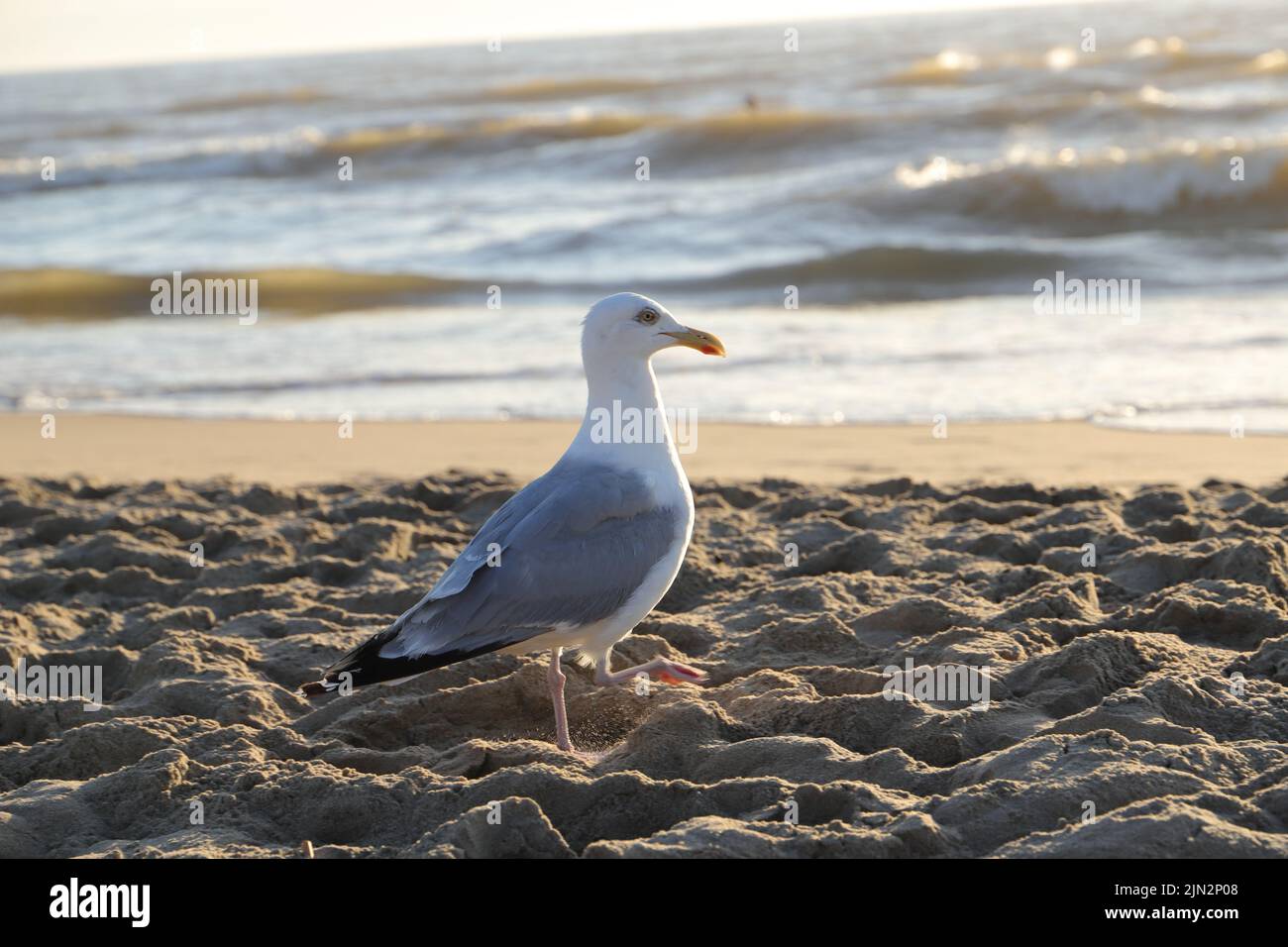 Walking across white sand beach hi-res stock photography and images - Alamy