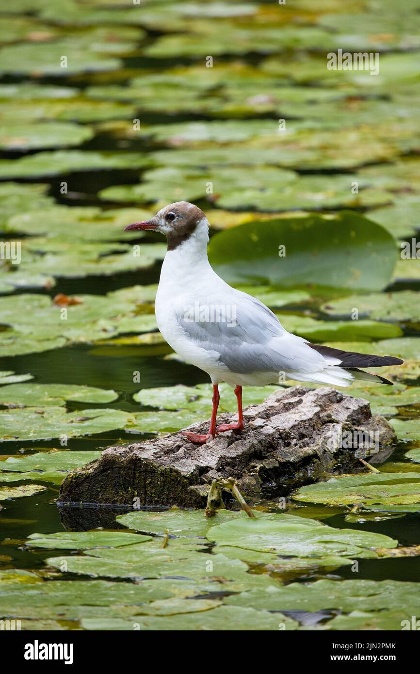 A black-headed gull (Chroicocephalus ridibundus) standing on a tree log ...