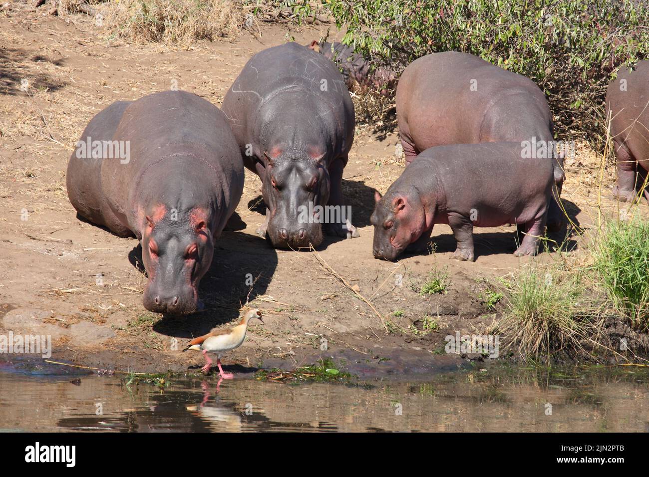 Flußpferd / Hippopotamus / Hippopotamus amphibius Stock Photo - Alamy