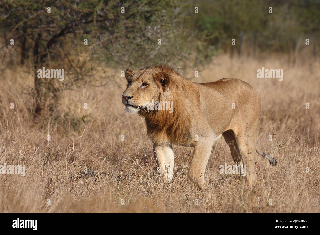 Afrikanischer Löwe / African lion / Panthera leo Stock Photo - Alamy