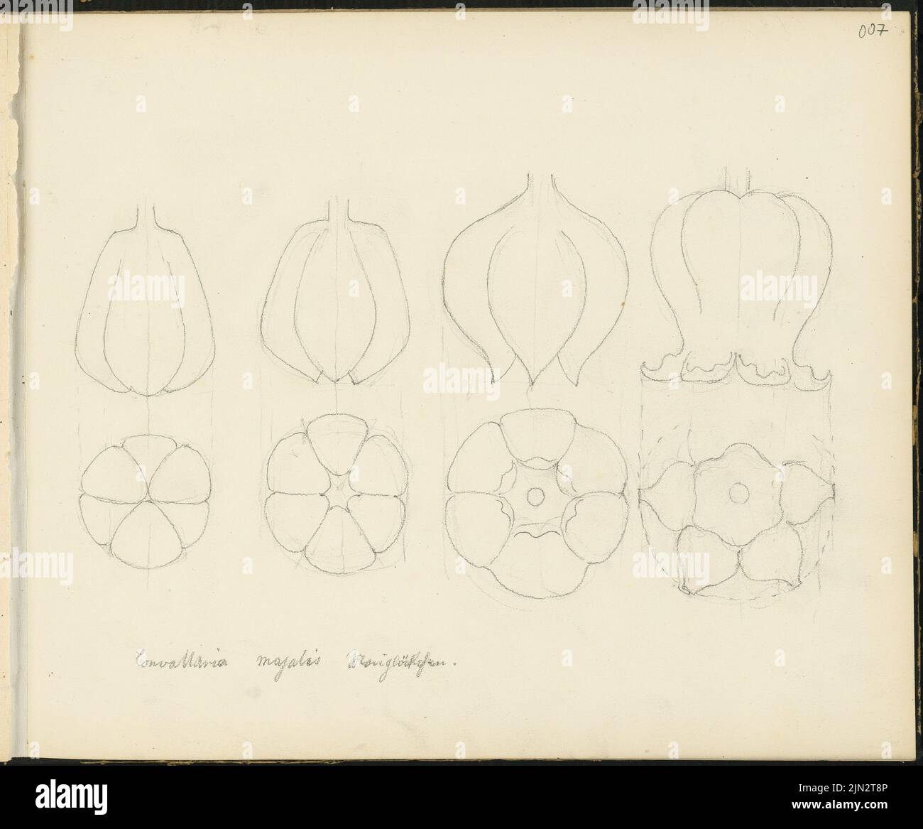 Sketchbook 4: Ornament and architecture studies, convallera Majalis ...