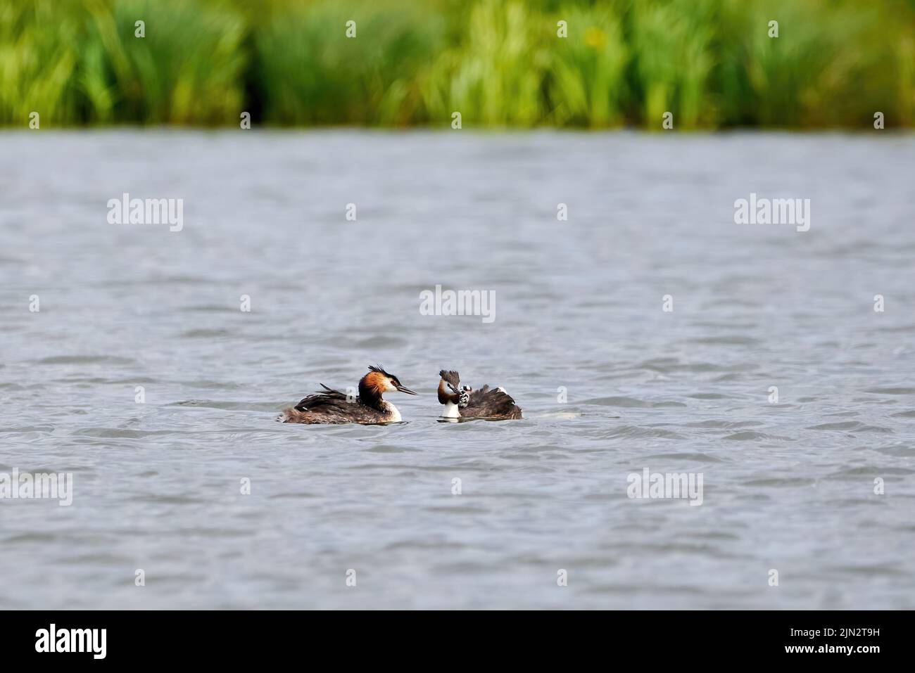 Great crested grebe family with chicks ( Podiceps cristatus Stock Photo ...