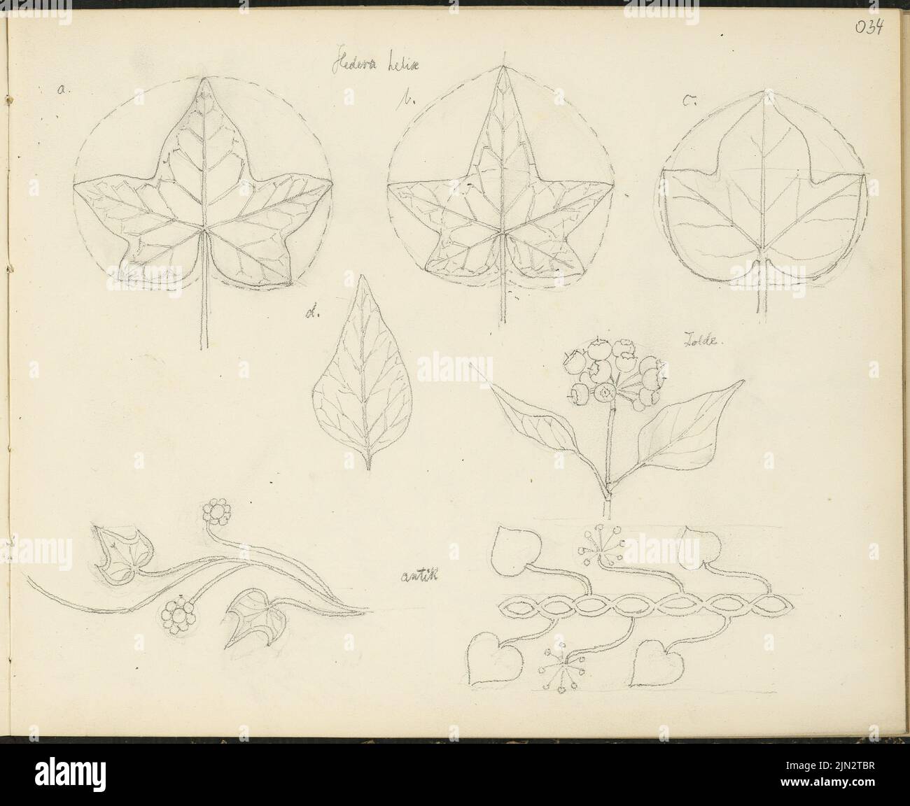 Sketchbook 4: Ornament and architecture studies, b. Hedera Helix, Dolde ...