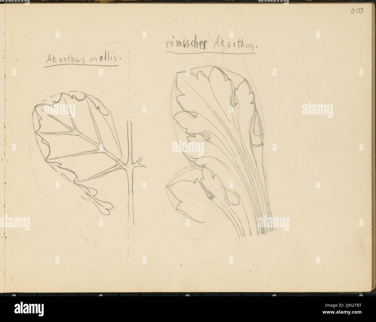 Sketchbook 2: Ornamen studies, Akanthus Mollis and Roman Akanthus Stock ...