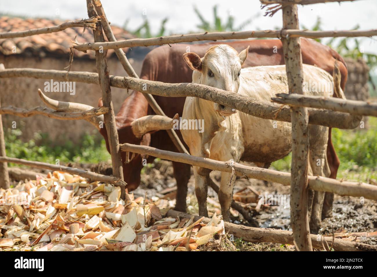 Cows in a farm in Rwanda region in Africa Stock Photo - Alamy