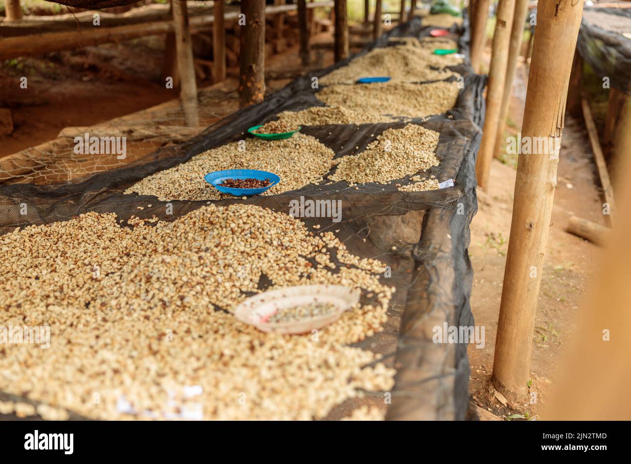 Close up of drying tabels at coffee washing station Stock Photo - Alamy