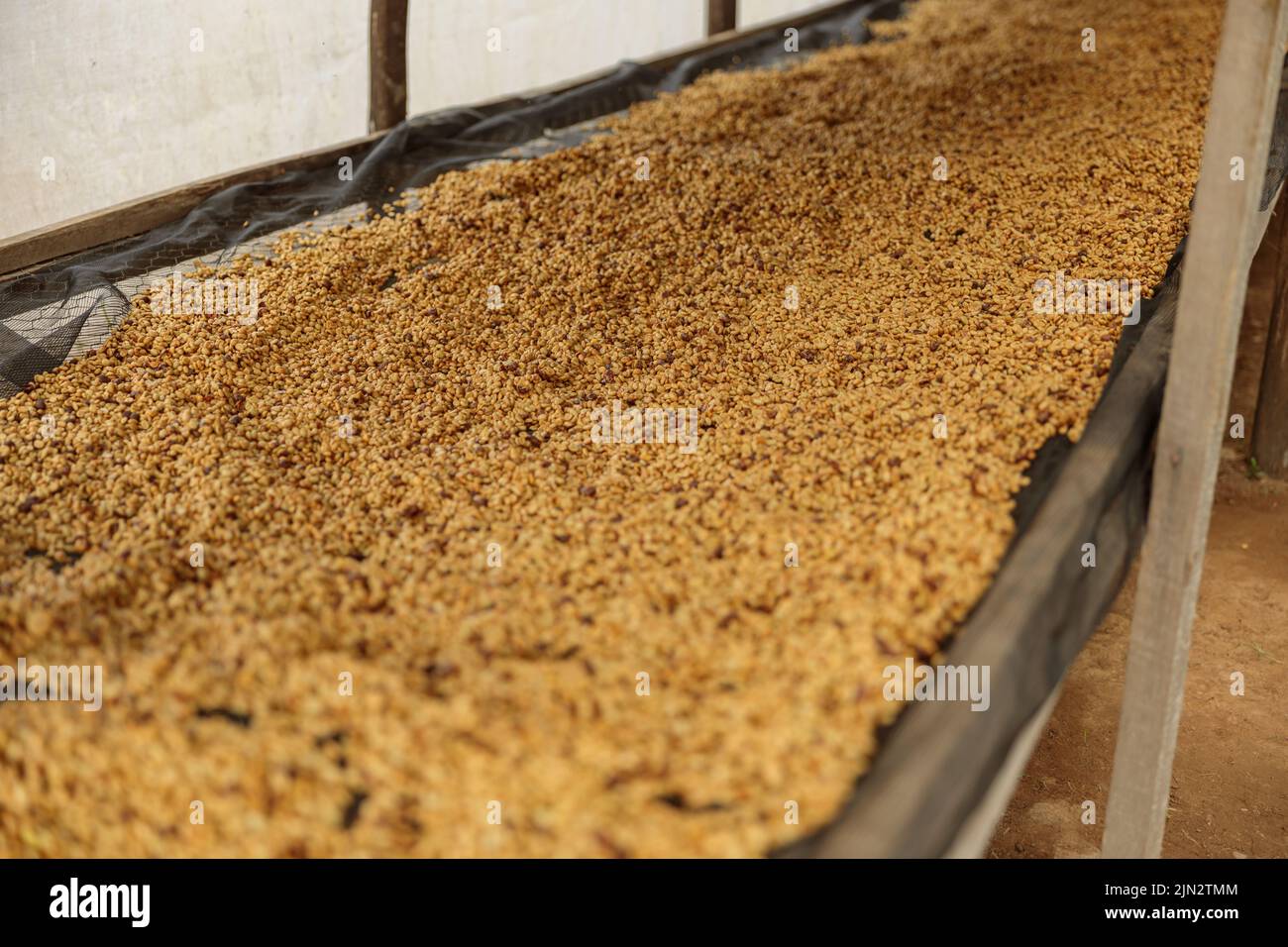 Post-harvest coffee processing at farm in Rwanda region Stock Photo - Alamy
