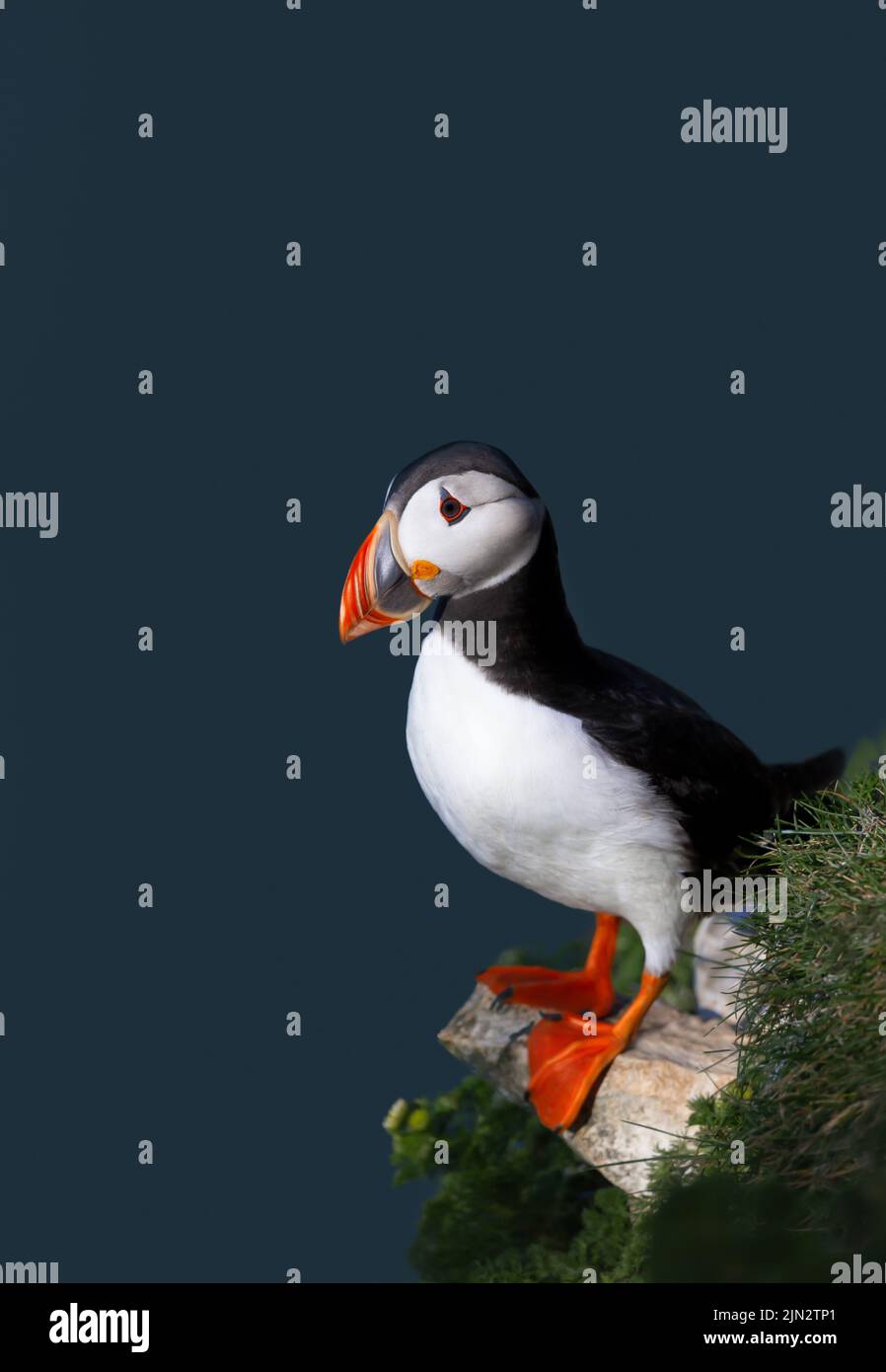 Close up of Atlantic puffin perched on a cliff edge by the North sea ...