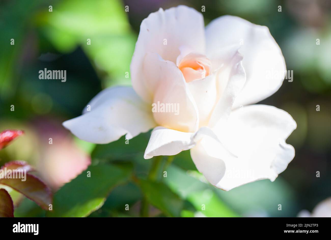 Creamy-Pink Award Winning Hybrid Tea Rose 'Chandos Beauty' Stock Photo ...