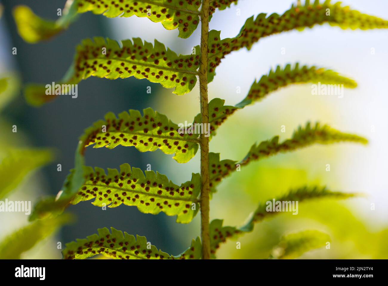 Background or Texture of the Fronds or Leaves of a Male Fern Plant ...