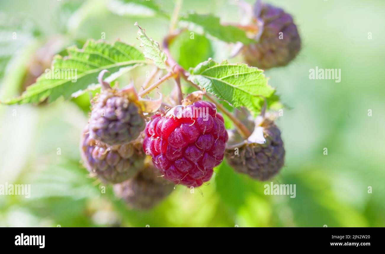 Summer Raspberries growing in the sun in Essex, Britain. Ripening red ...