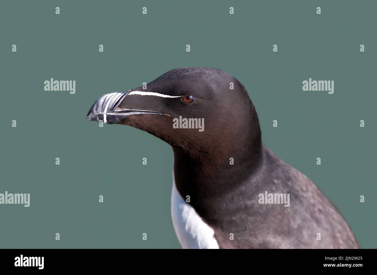 Portrait of a Razorbill against clear background, Bempton, UK Stock ...