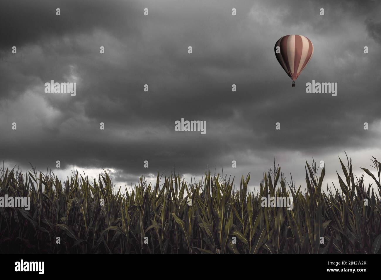 Hot air balloon flying over a corn field Stock Photo - Alamy