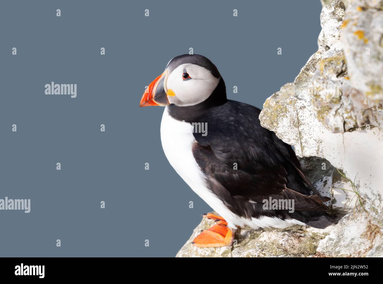 Atlantic puffin bempton cliffs hi-res stock photography and images - Alamy