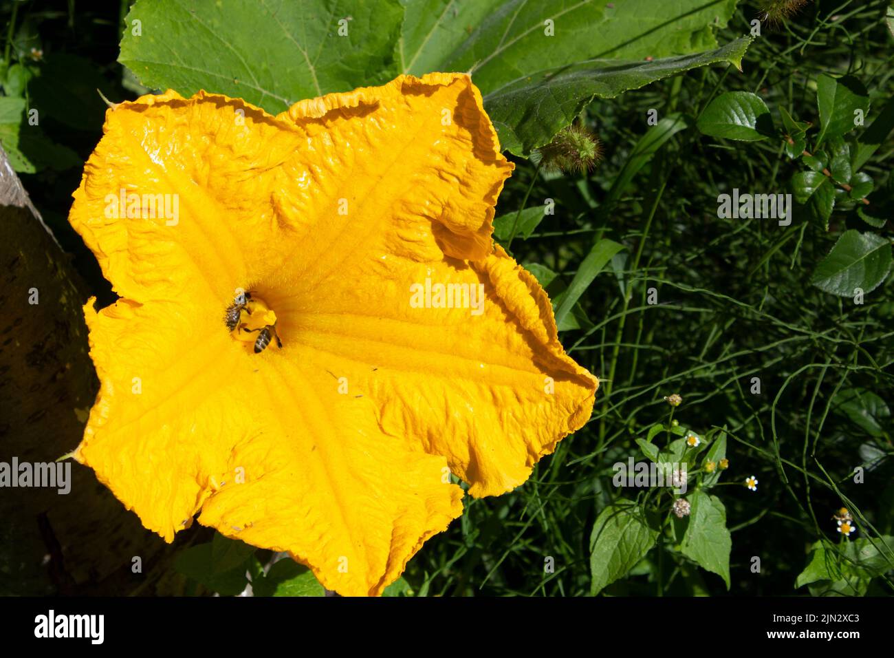 Two honey bees collect pollen from yellow pumpkin flowers. In the ...