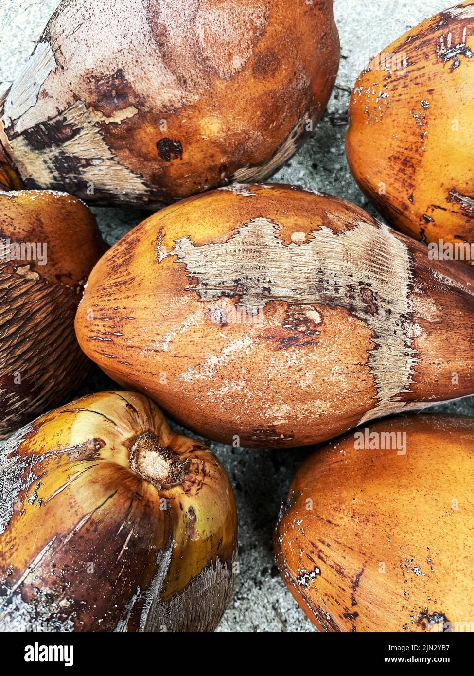A lot of coconuts on a sand Stock Photo - Alamy