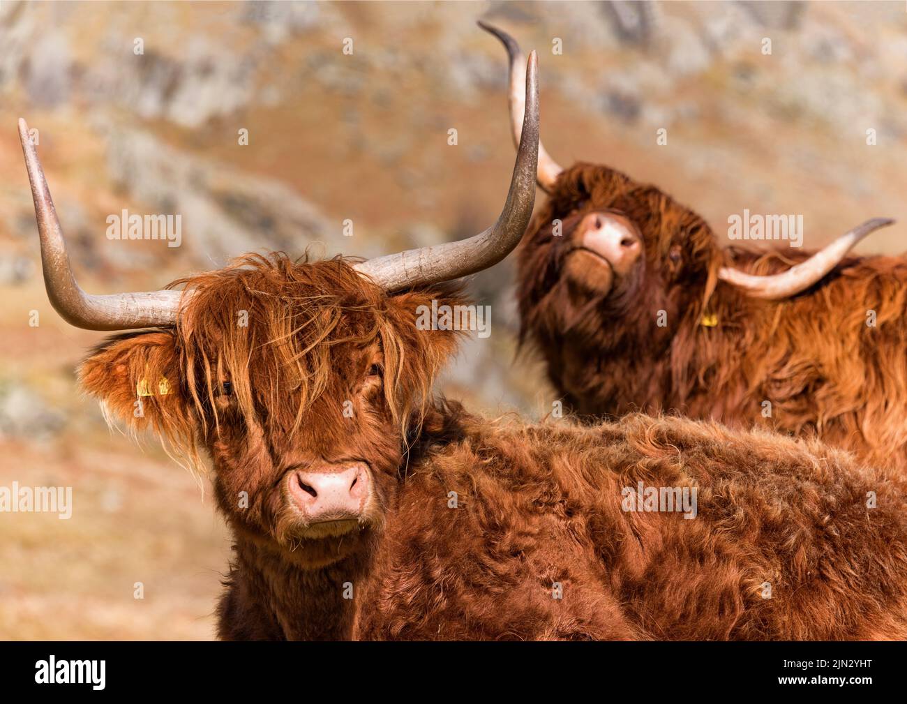 Beautiful shot two cows hi-res stock photography and images - Alamy