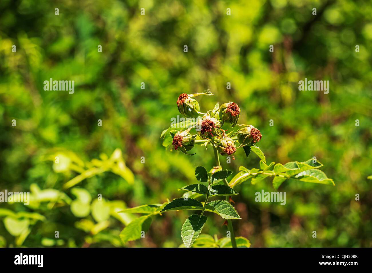 Rose hips plant hi-res stock photography and images - Alamy