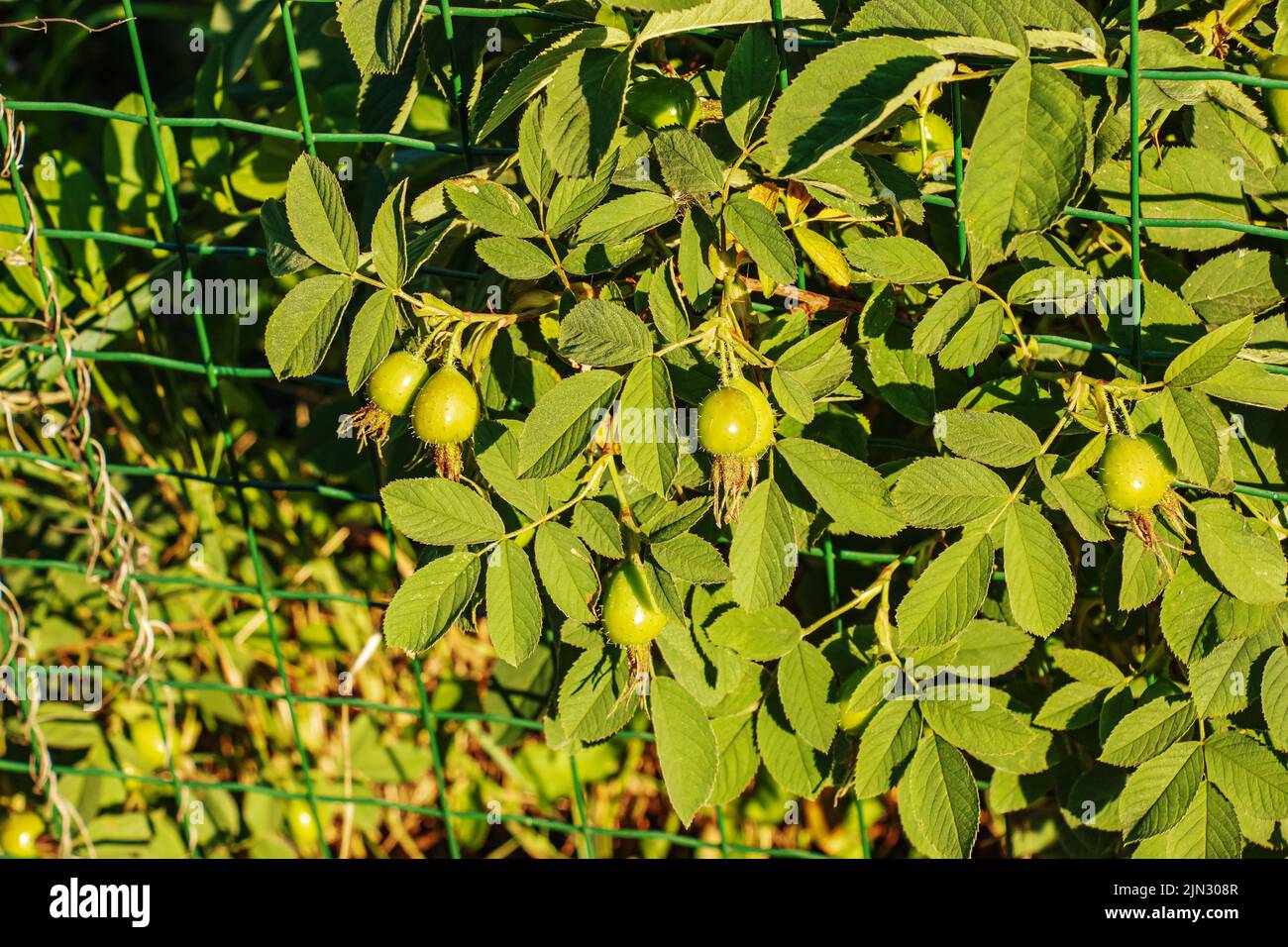 Rose hips plant hi-res stock photography and images - Alamy
