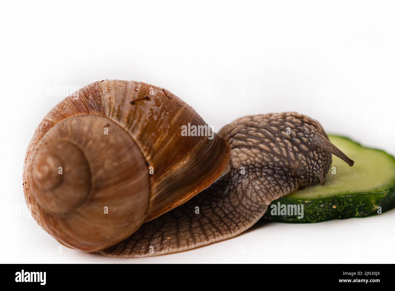 A closeup shot of a Roman snail and a cucumber on the white background ...