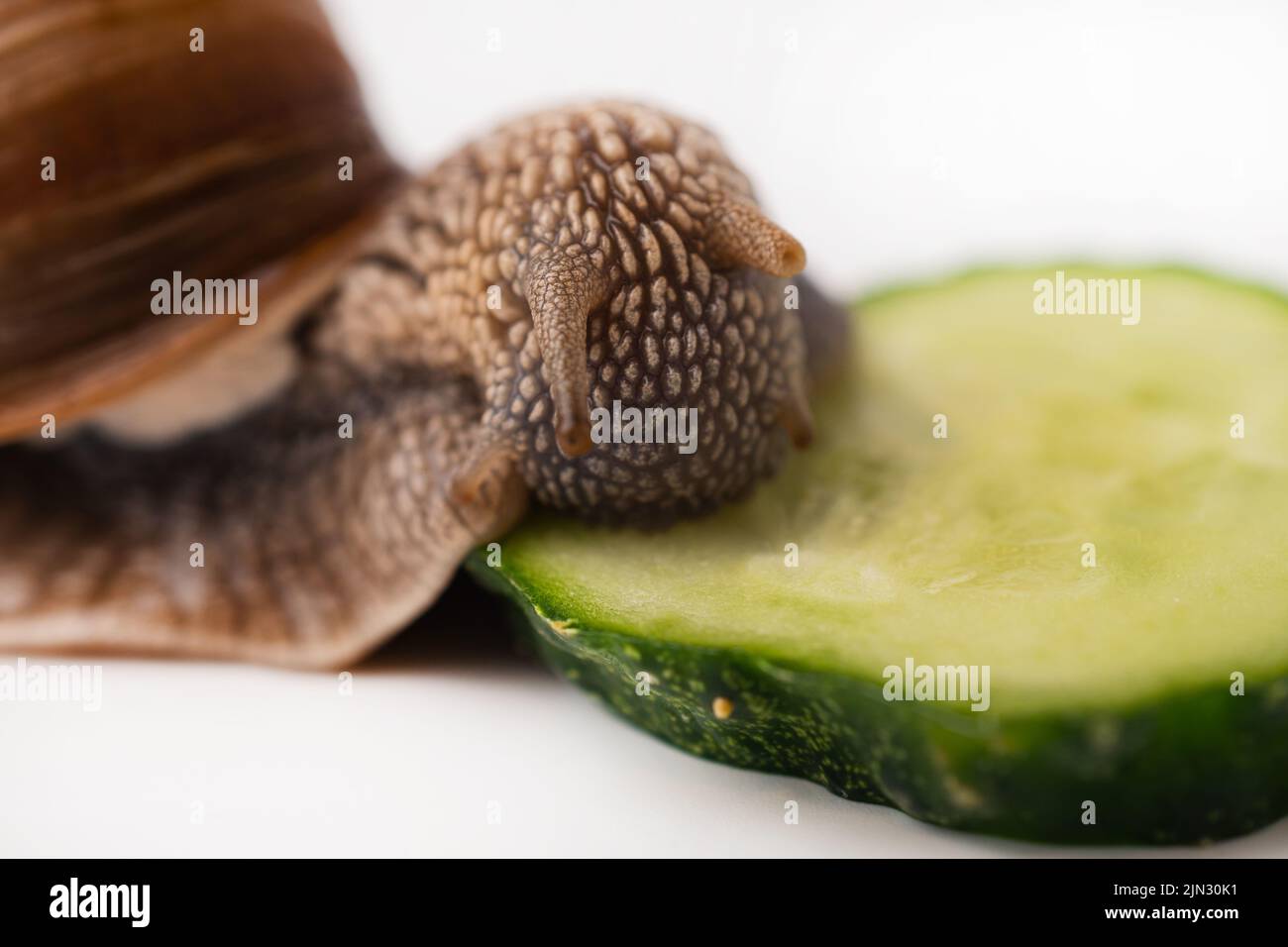 A closeup shot of a Roman snail and a cucumber on the white background ...