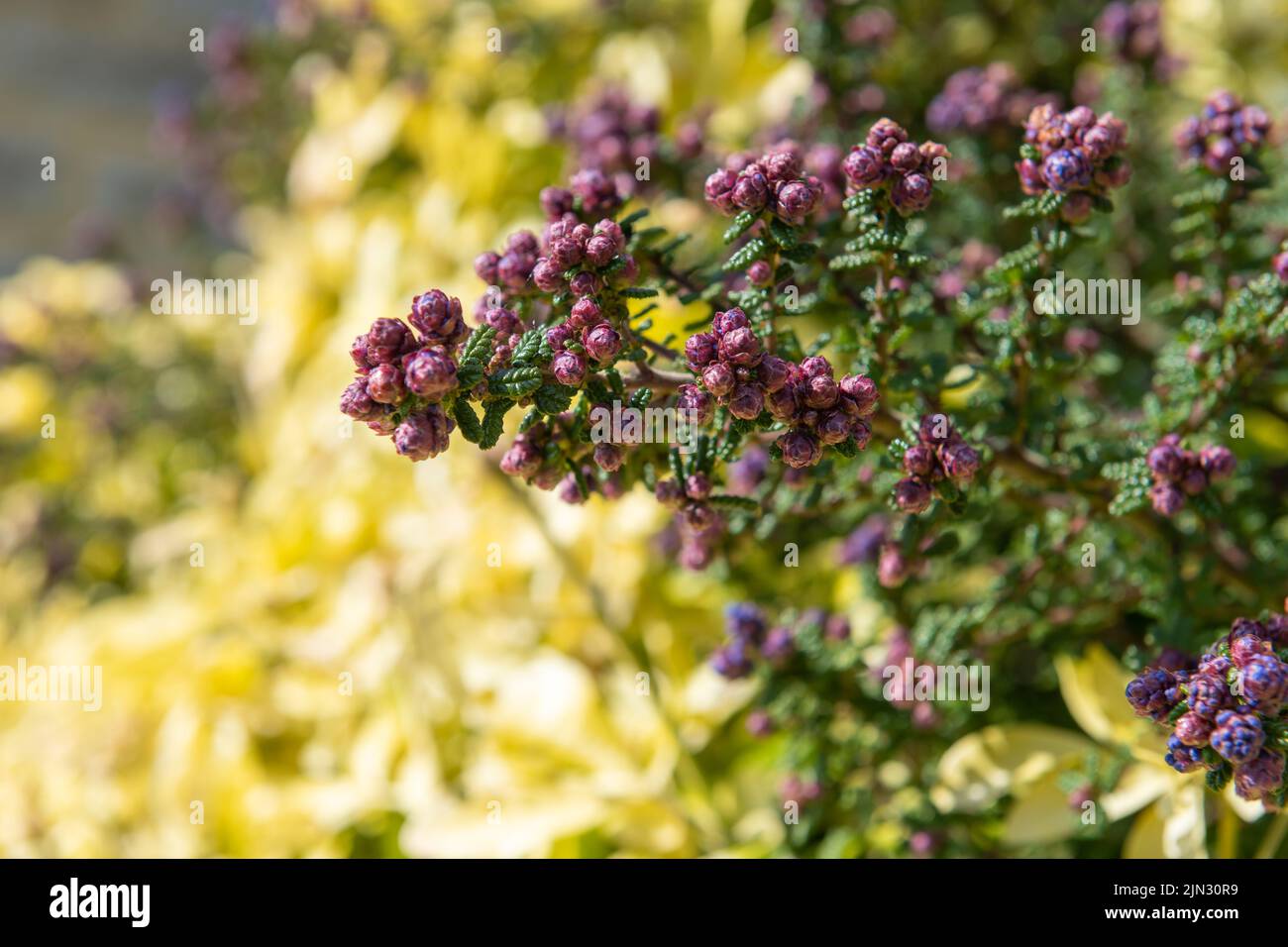 Close up of buds on a California lilac (ceanothus) bush Stock Photo - Alamy