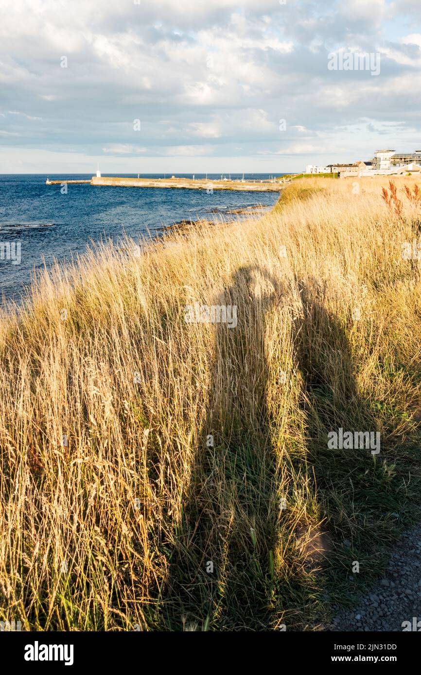 Long shadows of two people in evening sunlight at Seahouses ...