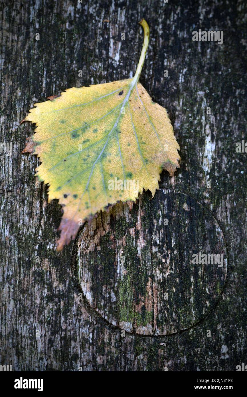 single dead leaf on weathered wooden garden table top Stock Photo - Alamy