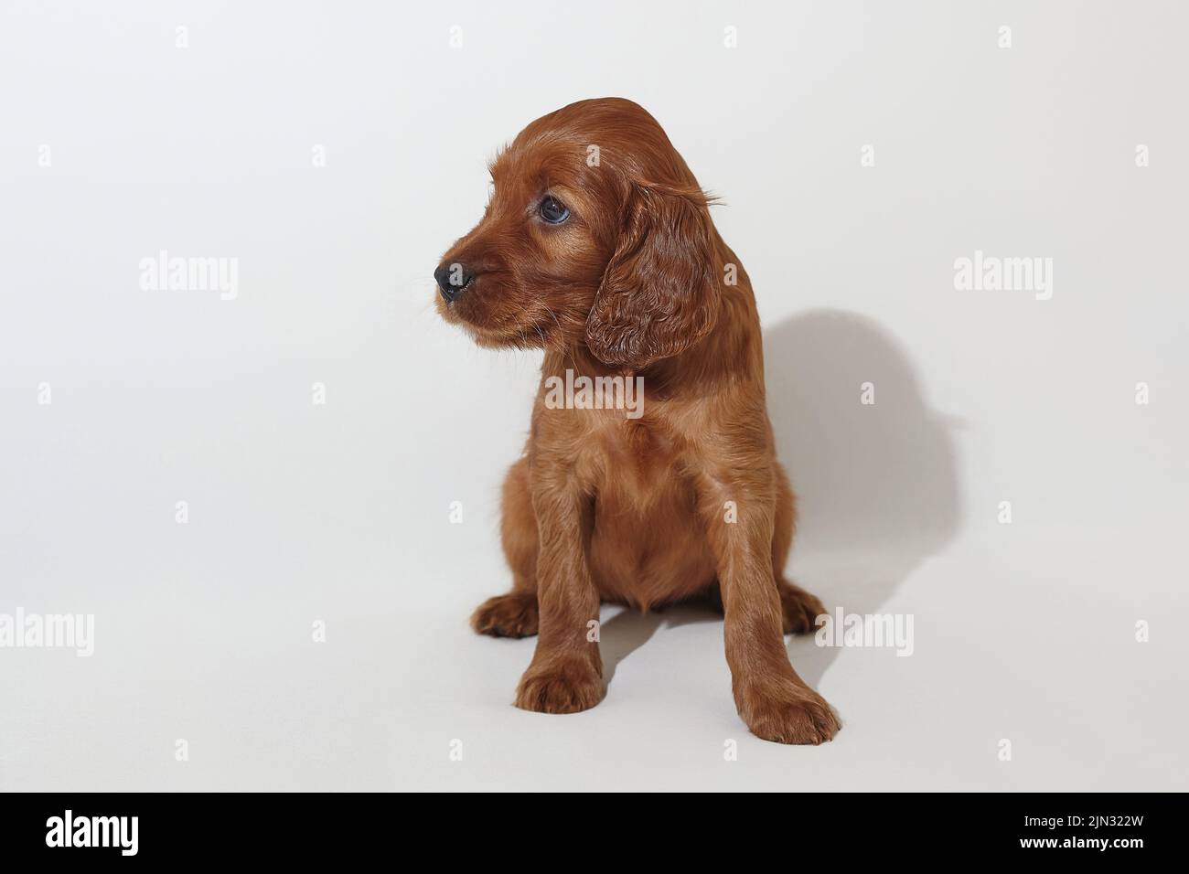brown adorable Irish setter puppy. photo shoot in the studio on a white ...