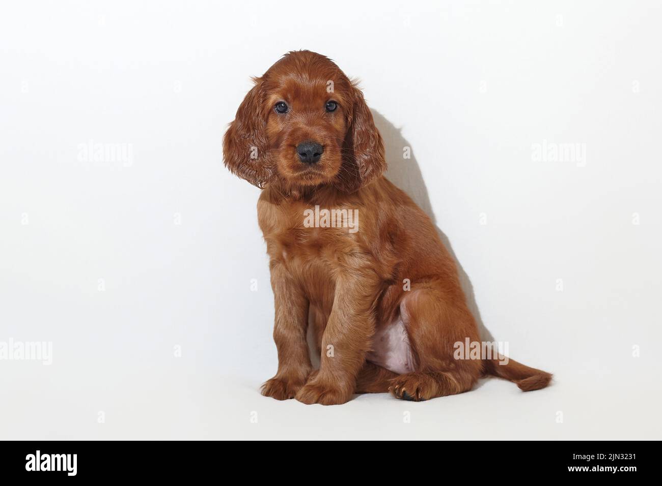 brown adorable Irish setter puppy. photo shoot in the studio on a white ...