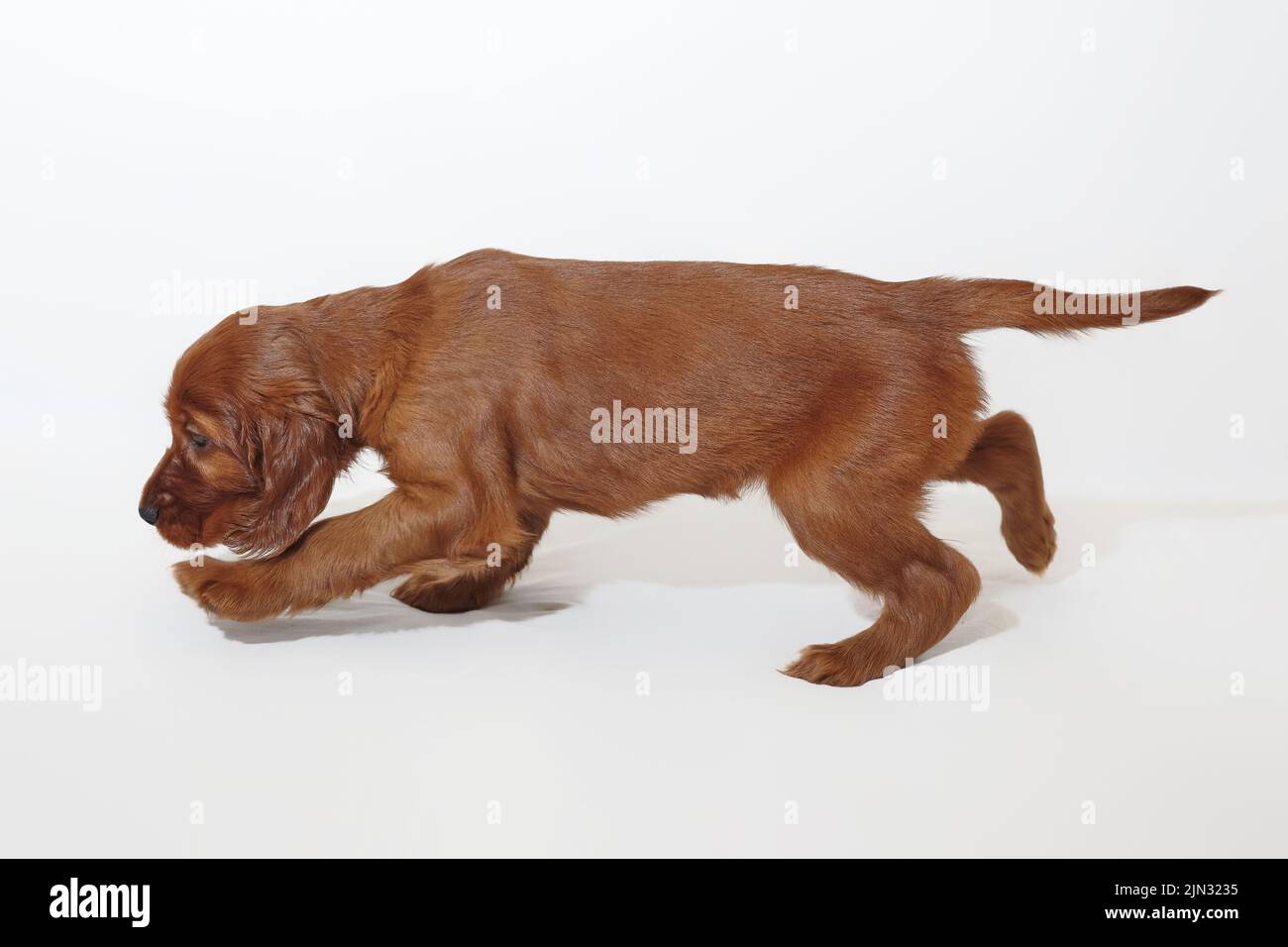 brown adorable Irish setter puppy. photo shoot in the studio on a white ...
